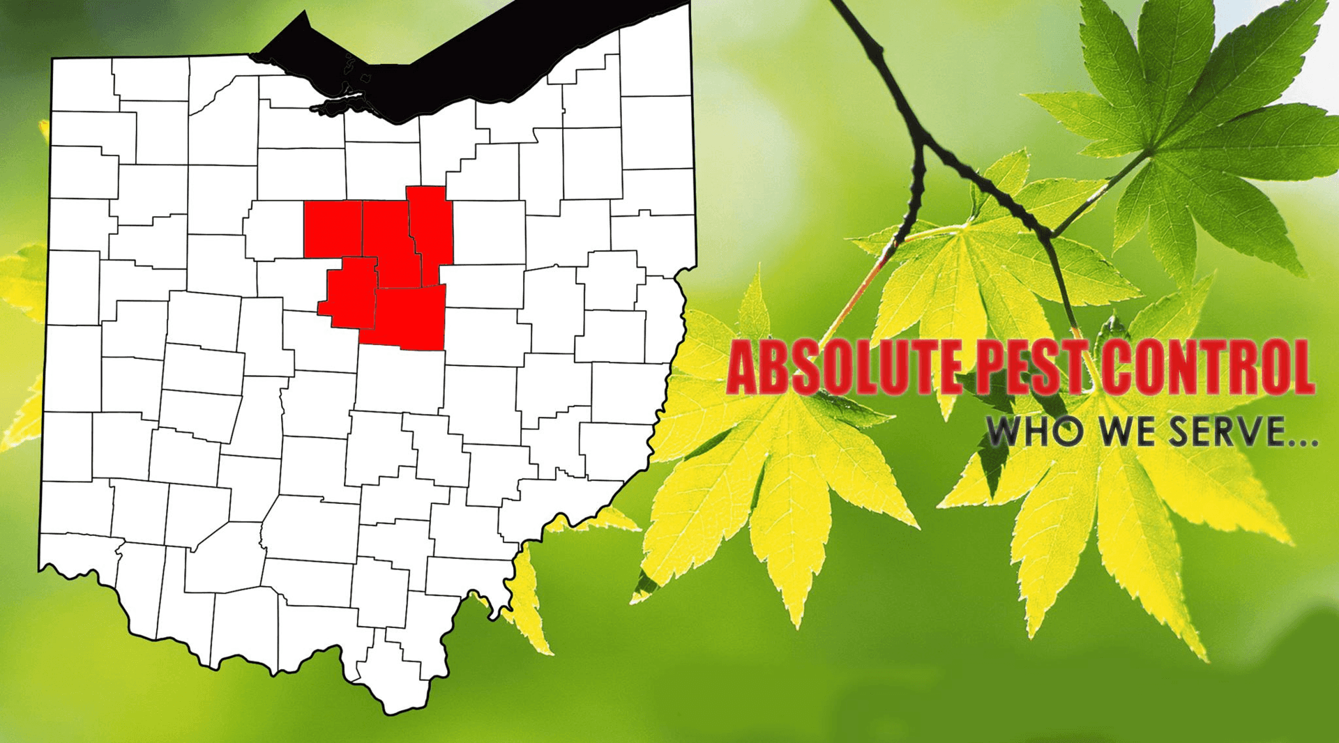 Absolute Pest Control | Contact Us