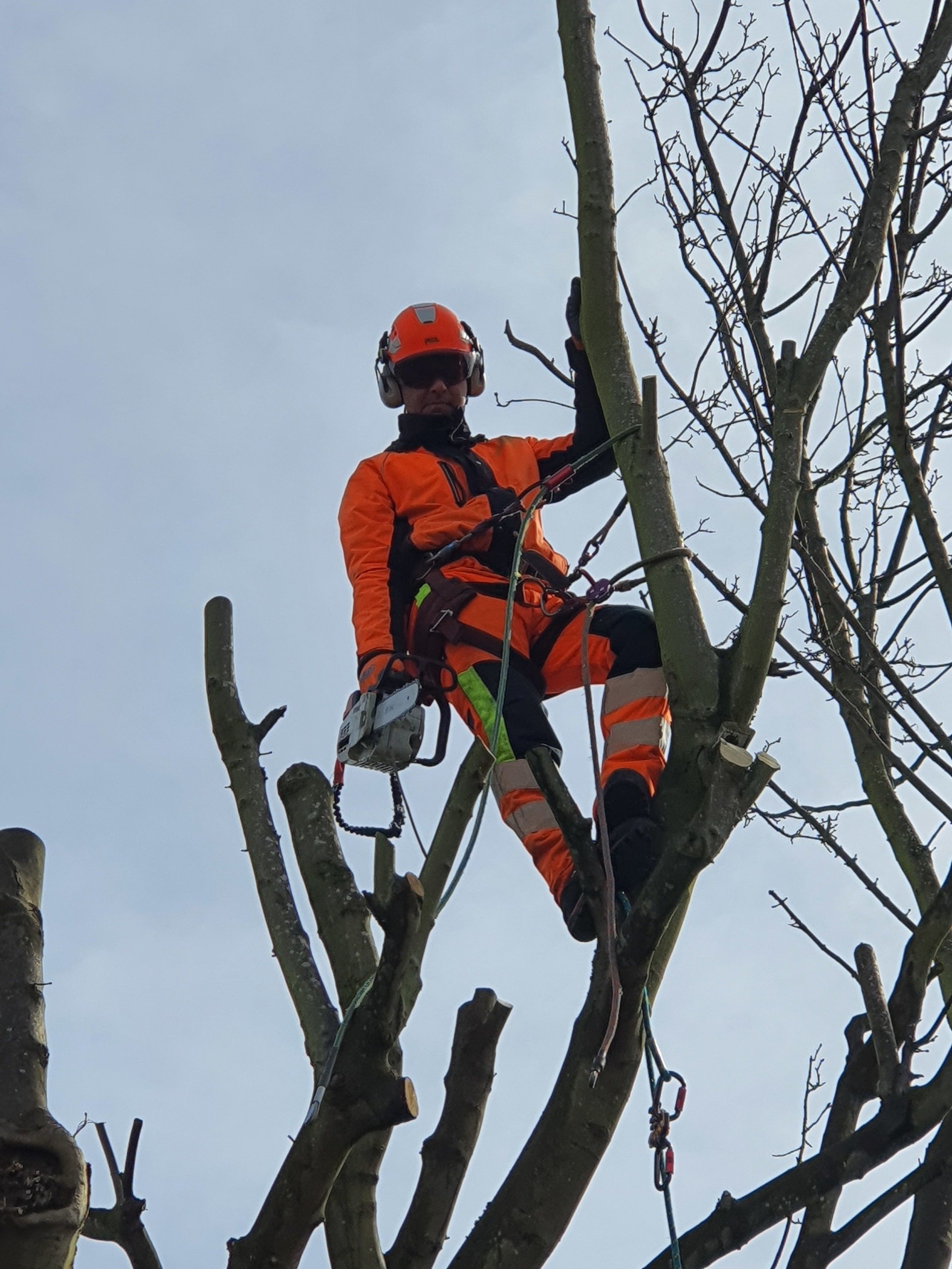 EW Tree Services | Tree surgeon in Chester Le Street