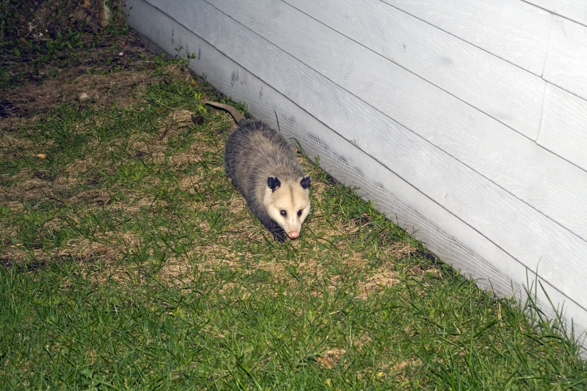 Wildlife Removal | Pro Mole & Wildlife Control | St. Charles, MO