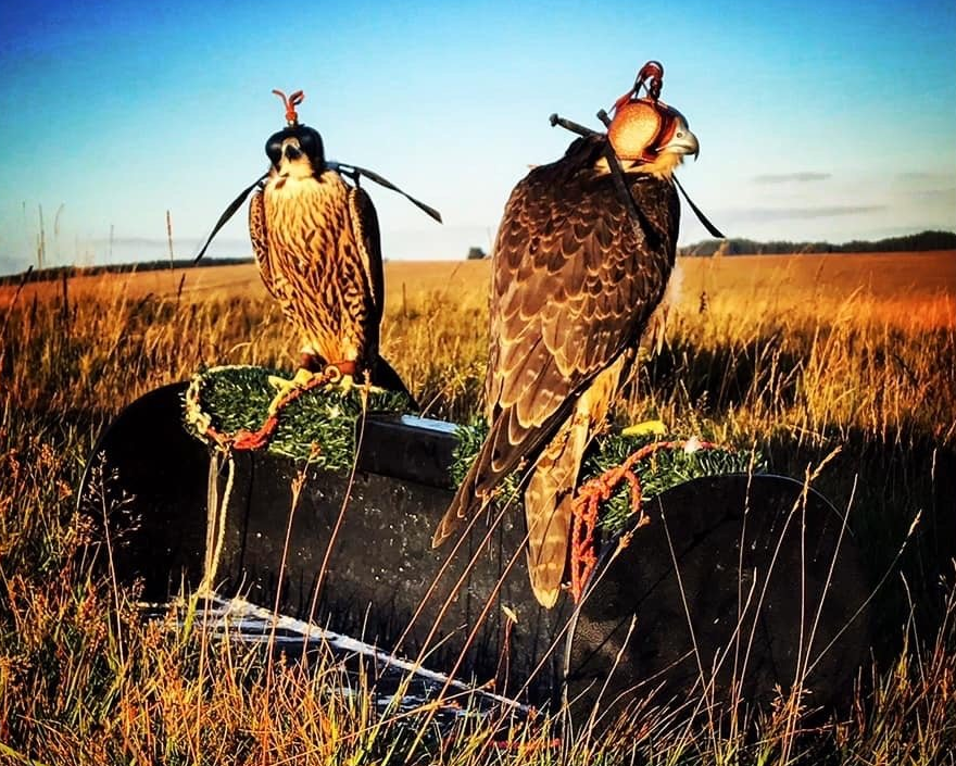 Falconry Equipment |Falconry Travel Box|Animal Transit Boxes