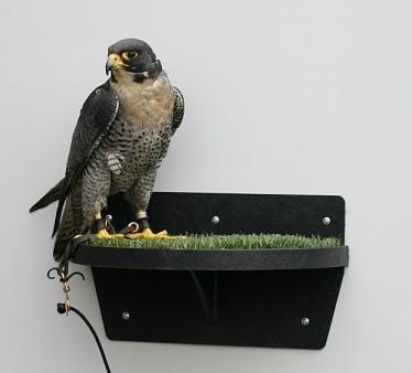Falconry Equipment |Falconry Travel Box|Animal Transit Boxes