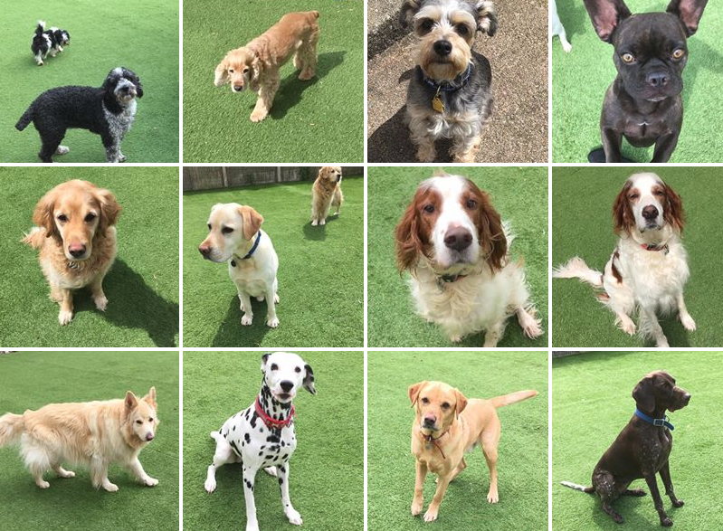 Pet boarding | Bankhead Kennels