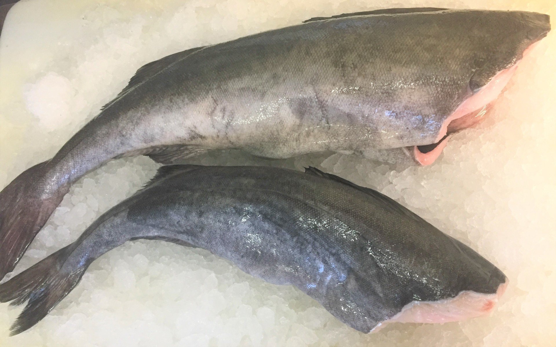 Key City Fish