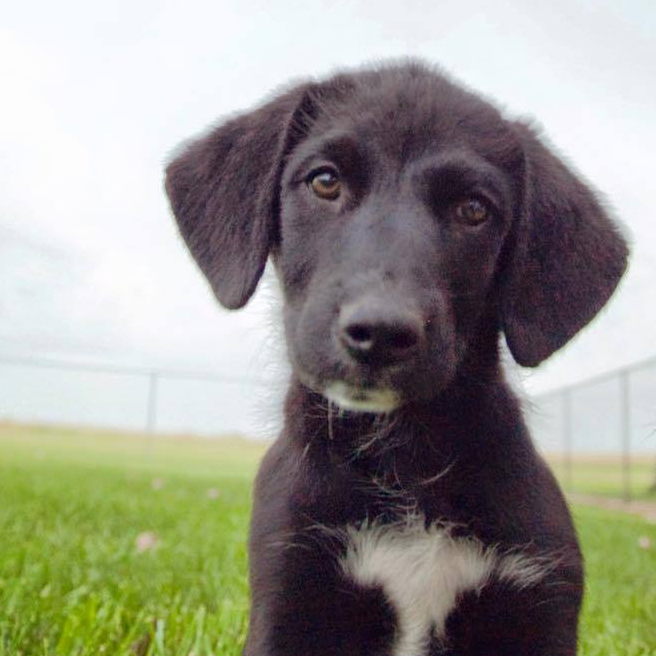 Adopt