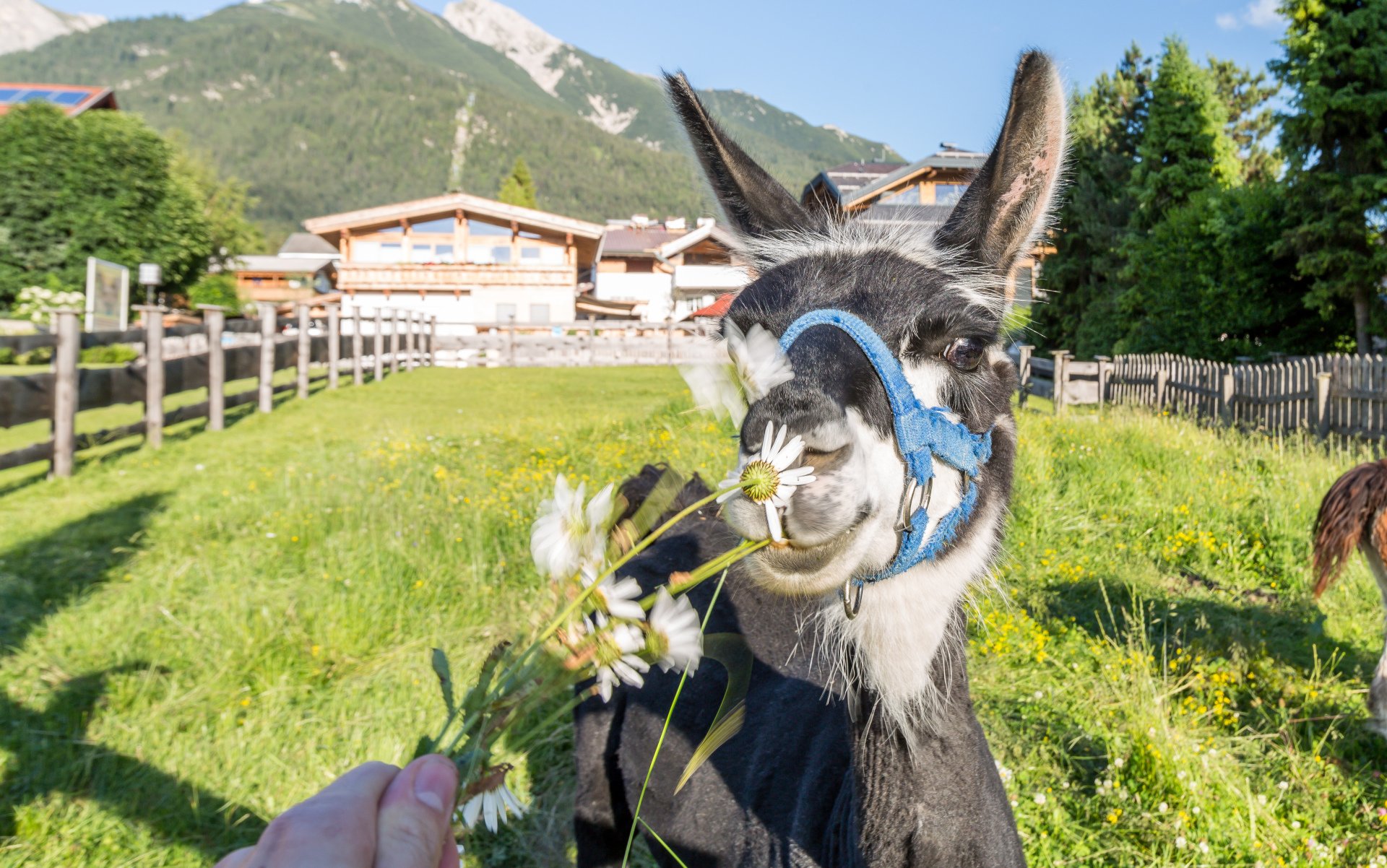 Hotel Charlotte | Lamawanderungen in Tirol