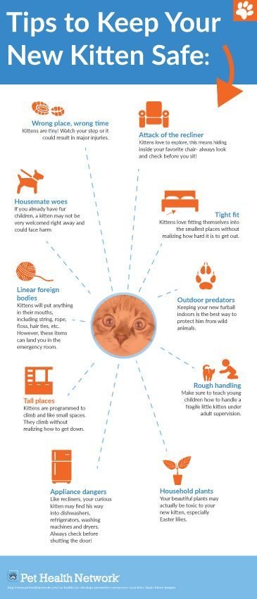 Cat & Kitten Safety | United States | Bellamoree Exotics