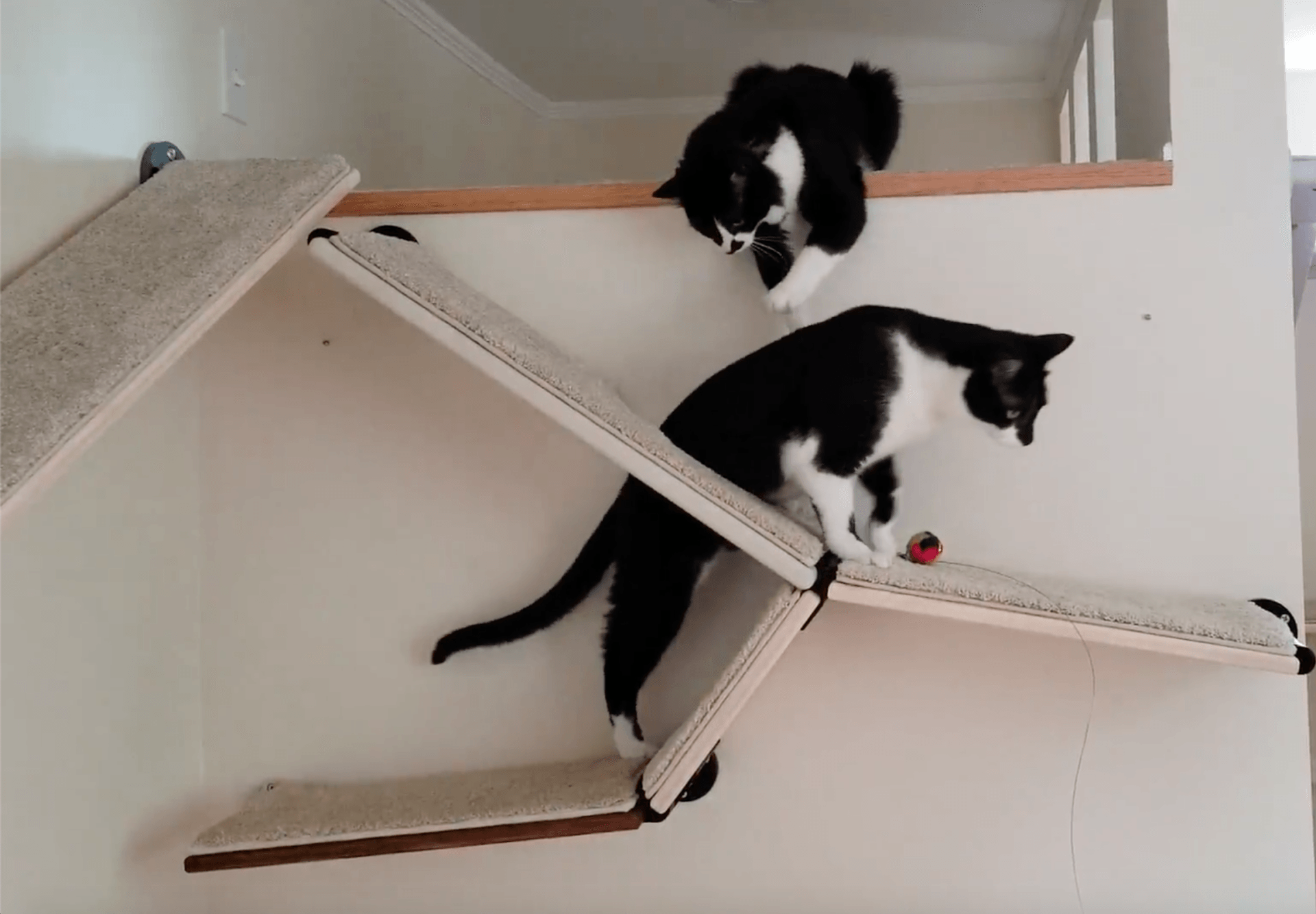 Cat Shelves - modern, modular, easy to customize and install