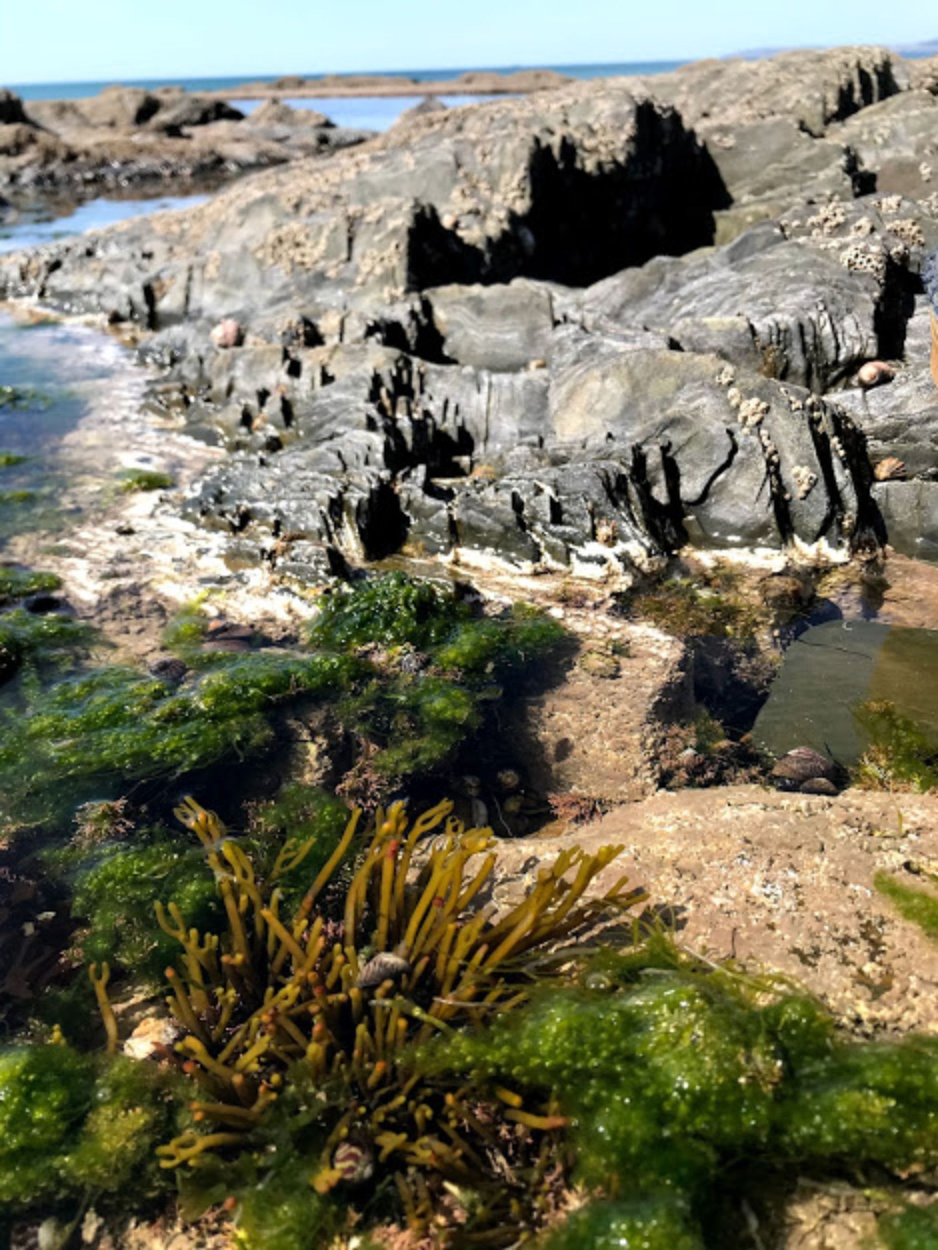 Rock pooling in Westward Ho! Exploring, finding nature