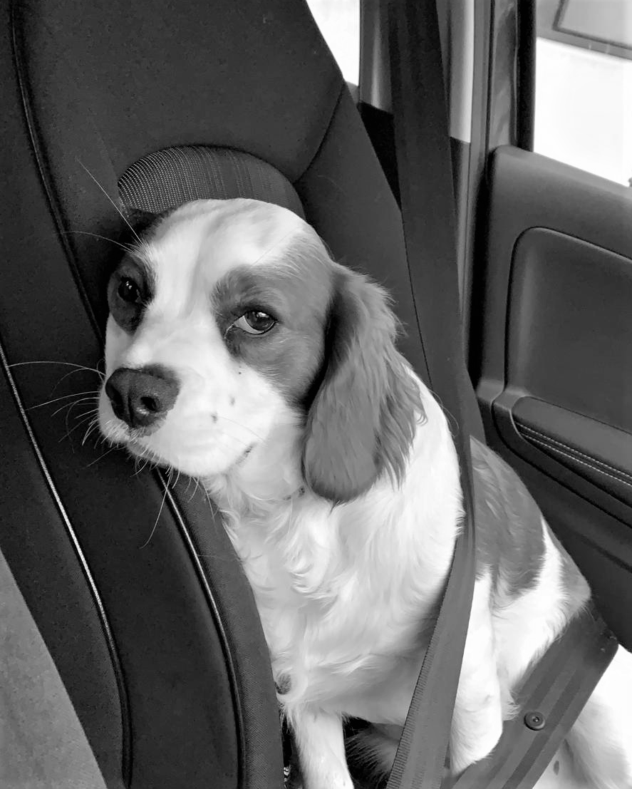 Meet Our Team | Adam Joseph Chartered Surveyors