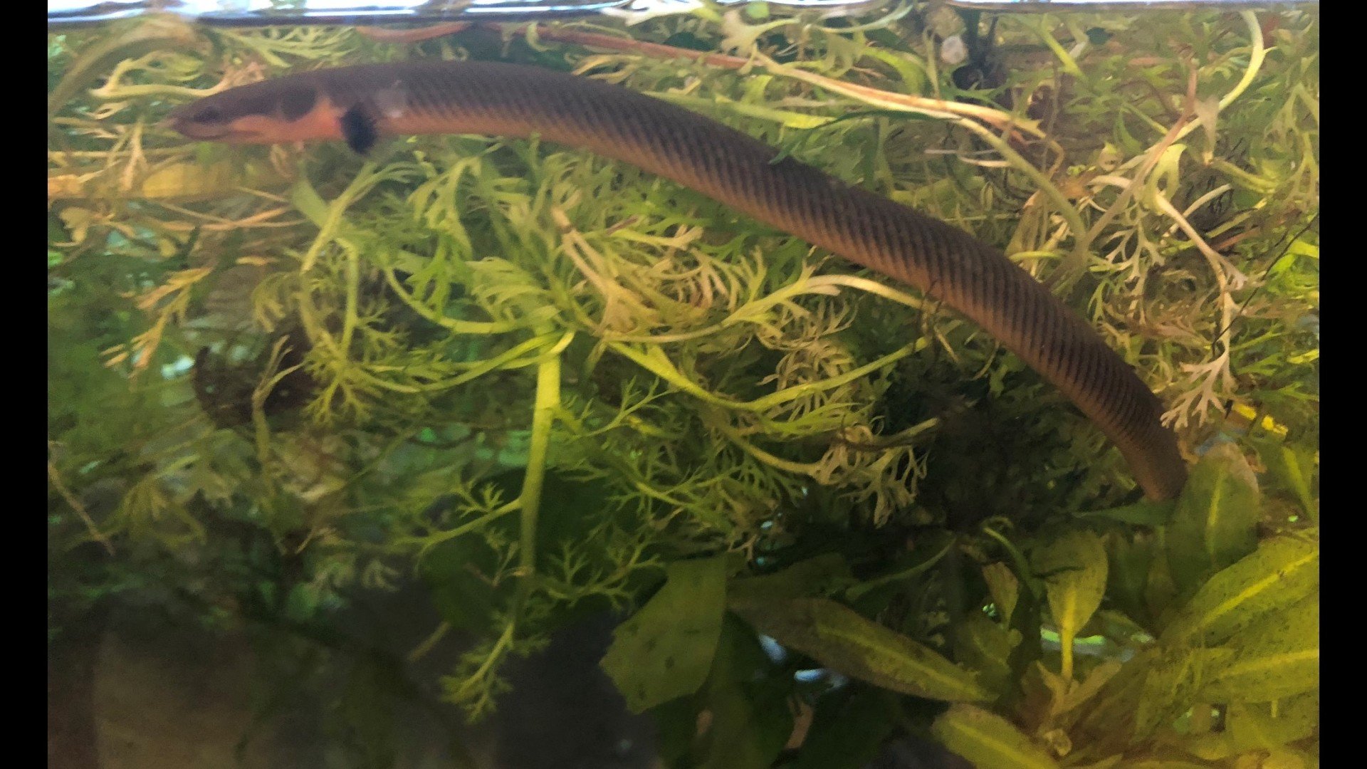 Tropical & Freshwater Fish Store | East Brunswick & Colts Neck, NJ ...