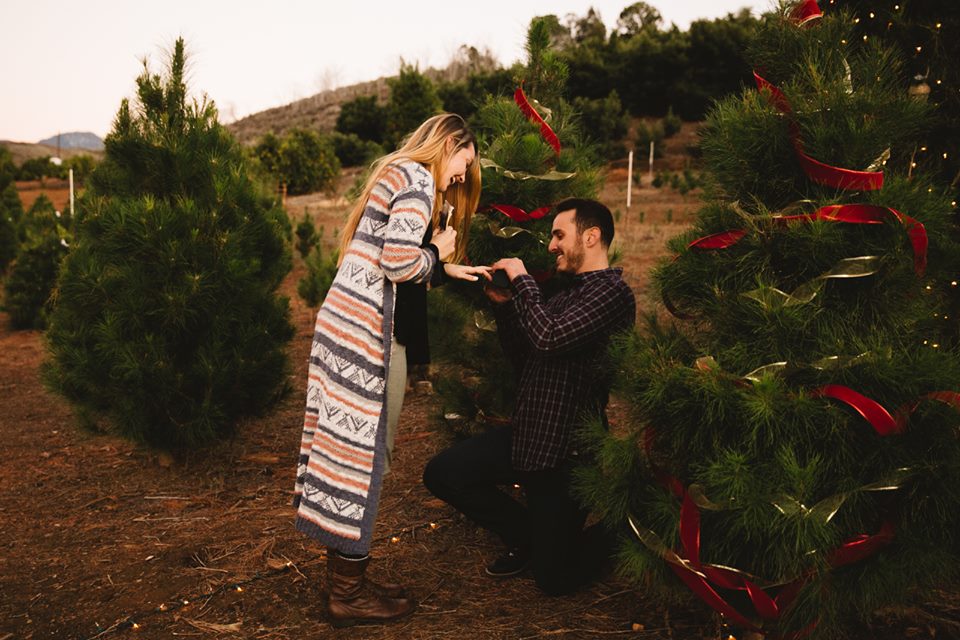 Chistmas Tree Farm Inland Empire Christmas Tree Farms Redlands