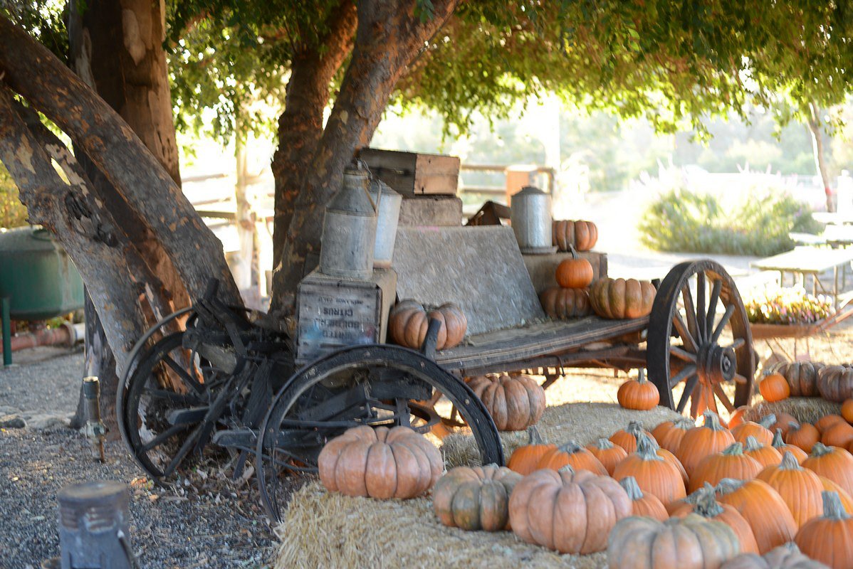 Pumkin Patch Inland Empire Pumpkin Farm Redlands U Pick Pumpkins