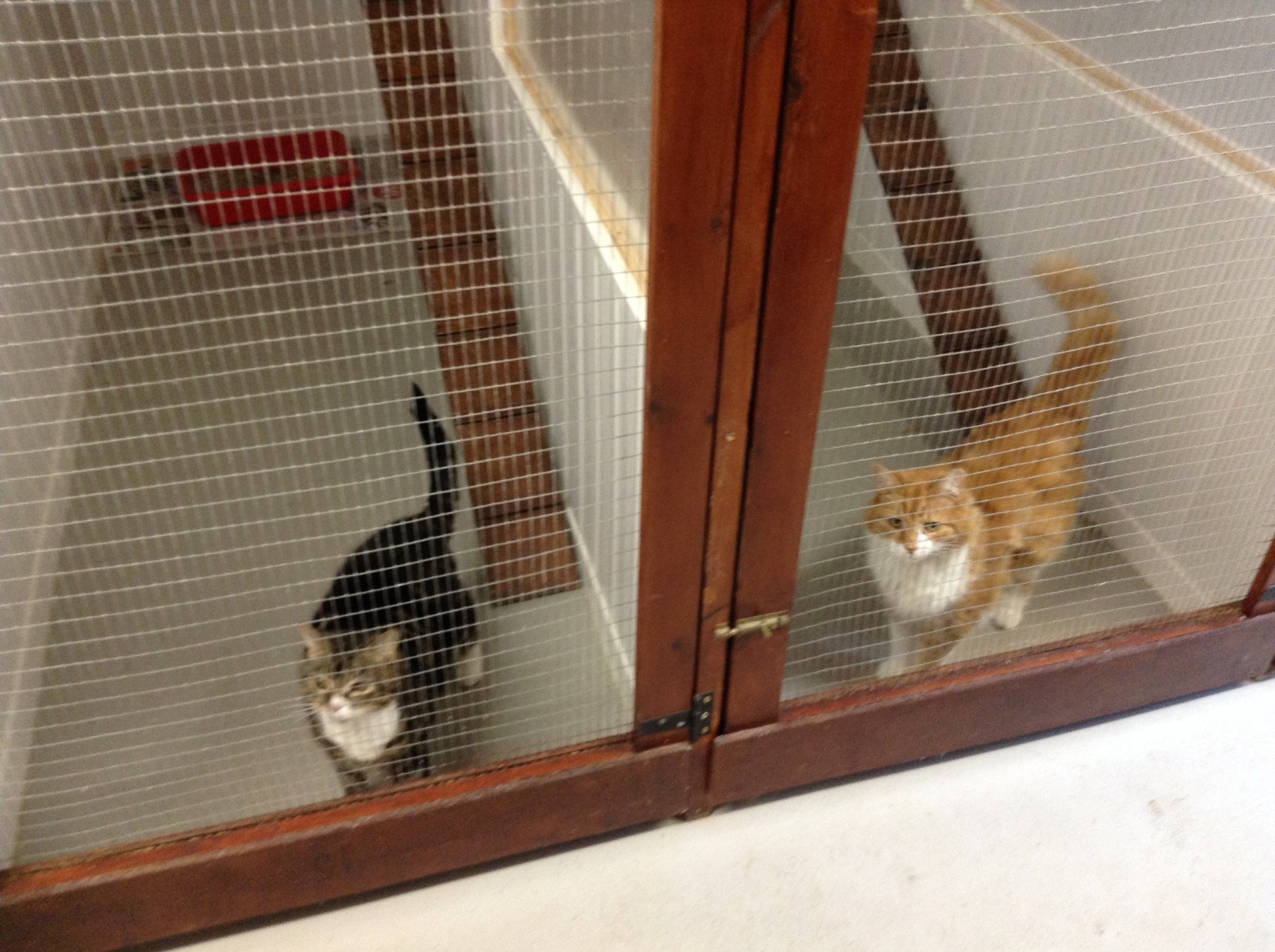Cat accommodation | New Farm Boarding Cattery