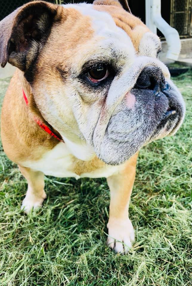 Pet Pick Up Service in Dallas, TX