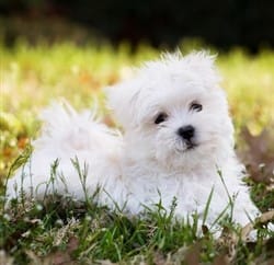 Giving Your Maltese a Bath | Tips and Advice