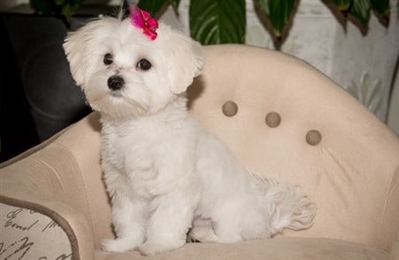 Should I Get a Maltese? | How to Know if a Maltese is Right for You