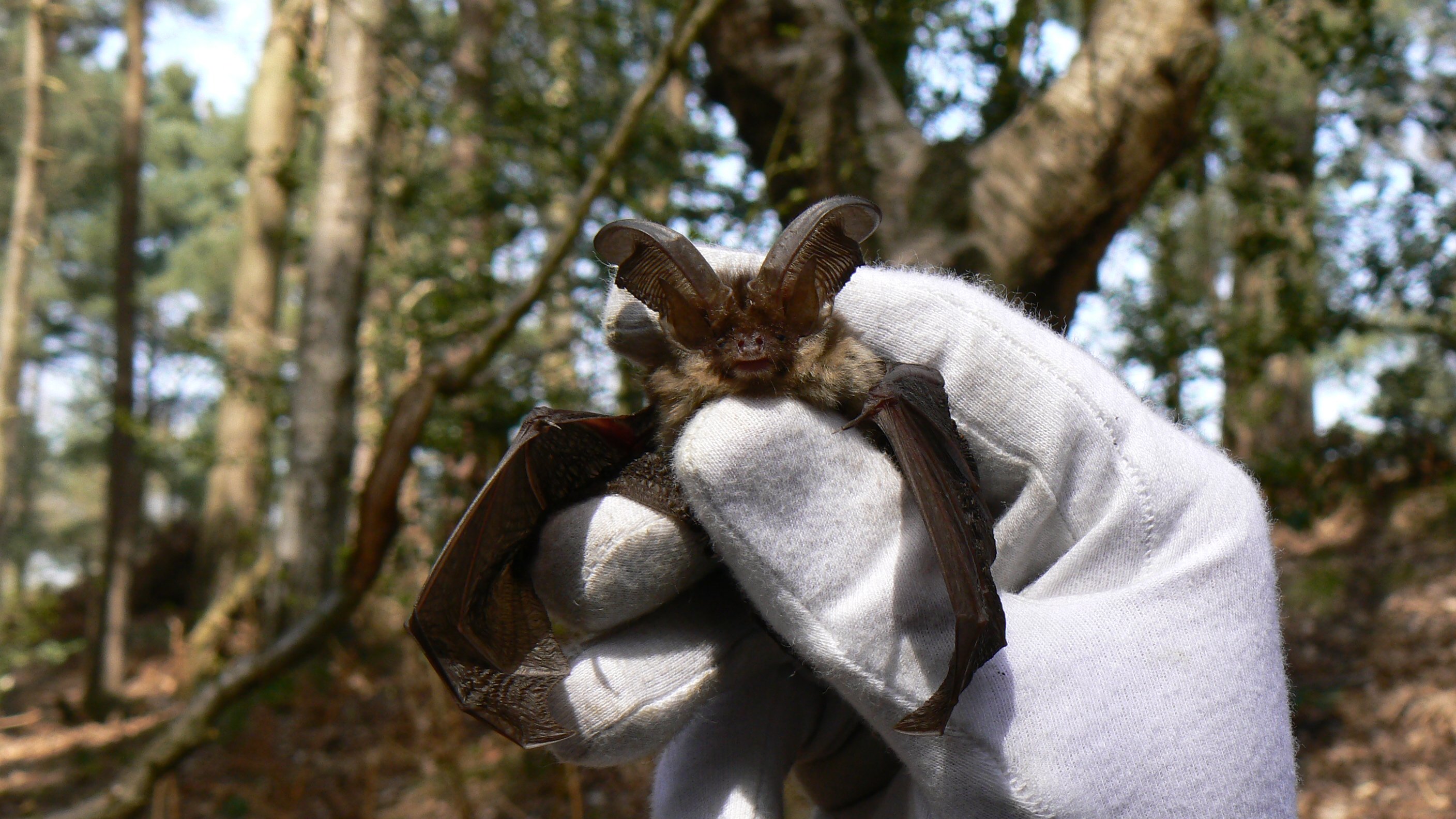 Darwin Ecology Ltd offer ecology surveys across the Surrey area