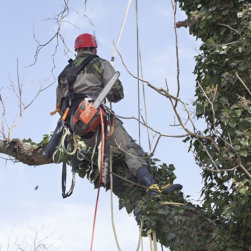 Tree surgery in Central Scotland | GMC