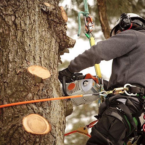 Tree Surgeons West Lothian | Central Scotland | GMC