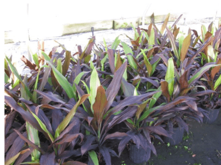 Wholesale Nursery | Palm Bay, FL | Four C's Nursery