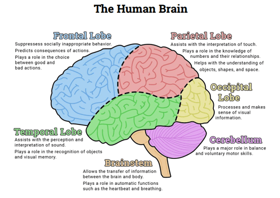 Sound and Harp Therapy Balances Brain Hemispheres