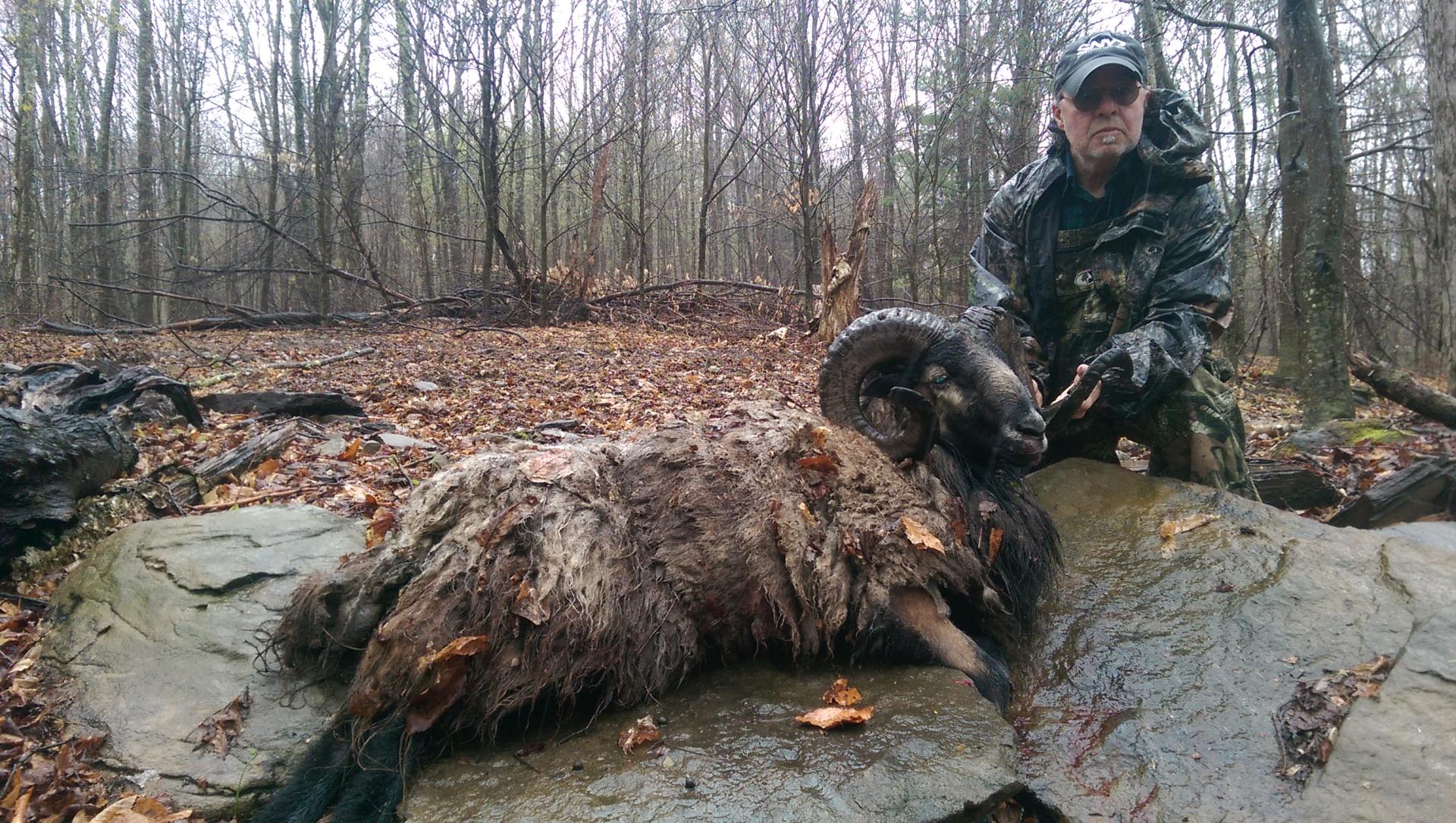 Wild Boar Hunting, Hunting Preserve, PA, Thermal, East Coast Hunting Ranch