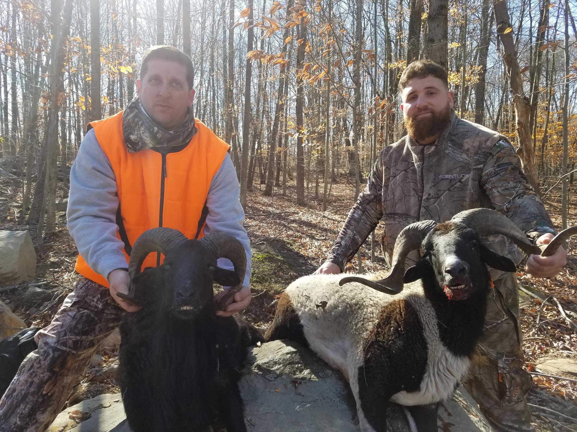 Wild Boar Hunting, Hunting Preserve, PA, Thermal, East Coast Hunting Ranch