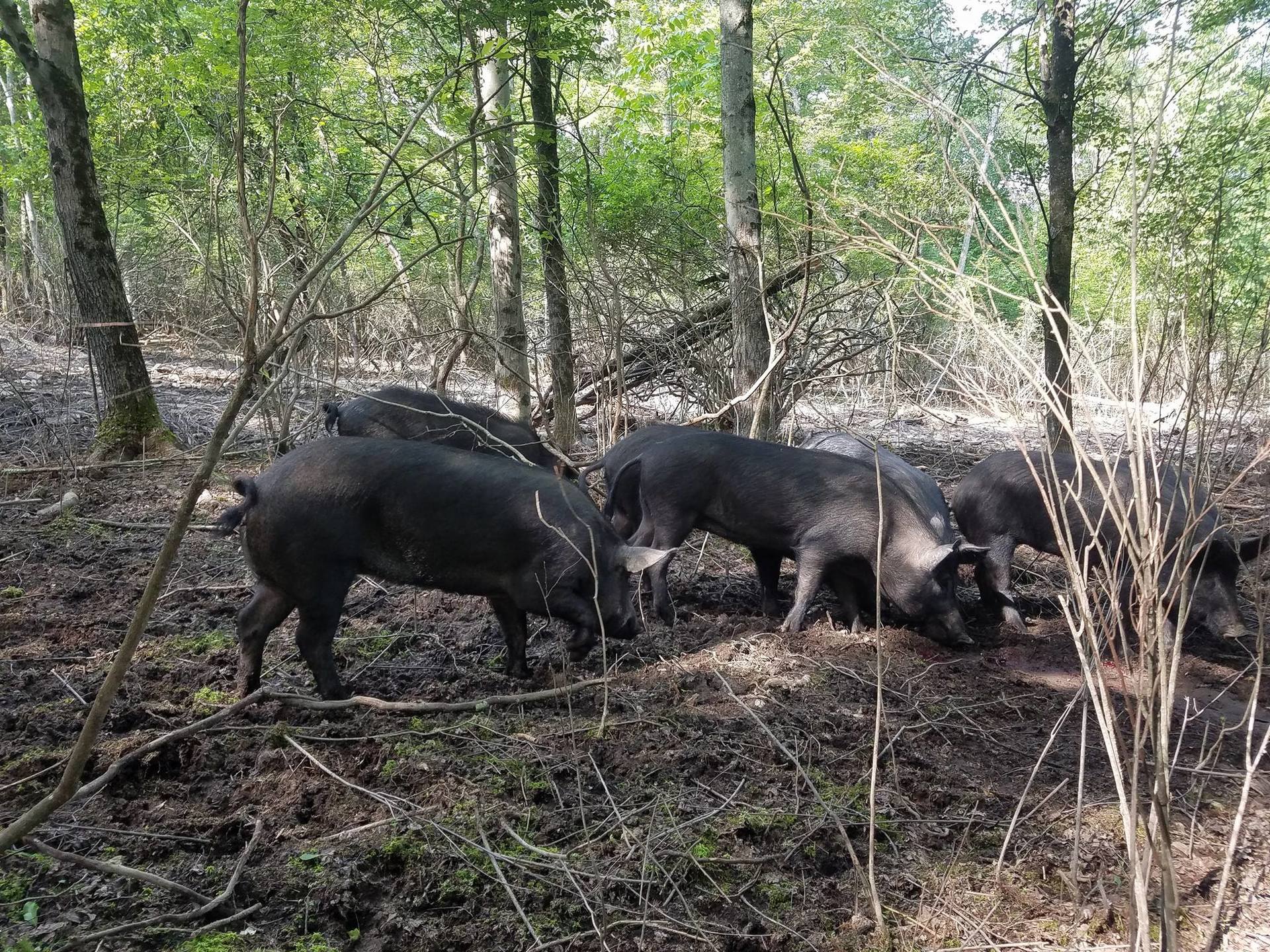 Wild Boar Hunting, Wild Hog Hunting PA