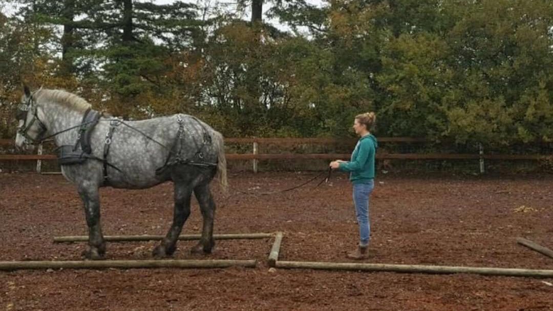 Horse and Carriage Driver Training Lessons