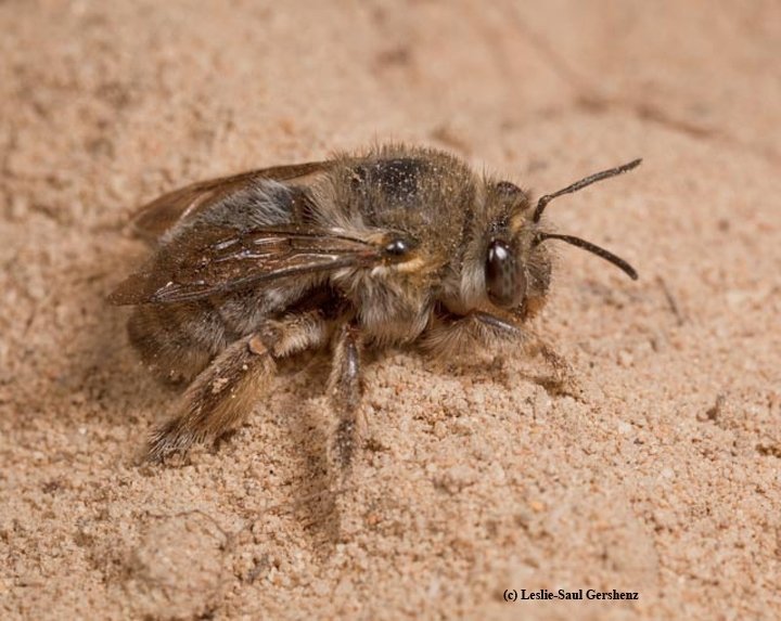 You WANT These 4 Types of Bees in Your Garden