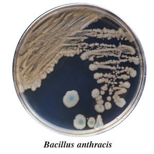 Anthracis Chromogenic Agar | R&F Products