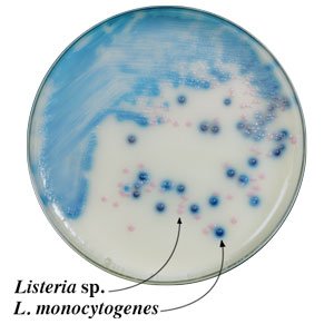 Listeria Chromogenic Plating Medium
