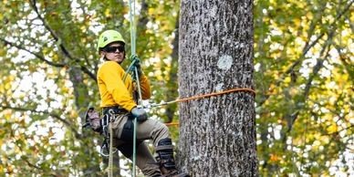 Tree Services – Atlanta, GA – Yellow Ribbon Tree Experts