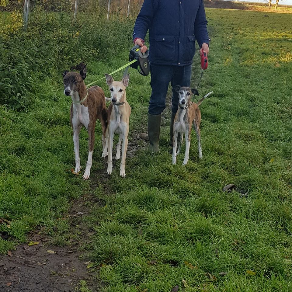 Hawthorn Boarding Kennels and Cattery Services - Newcastle 01912363309