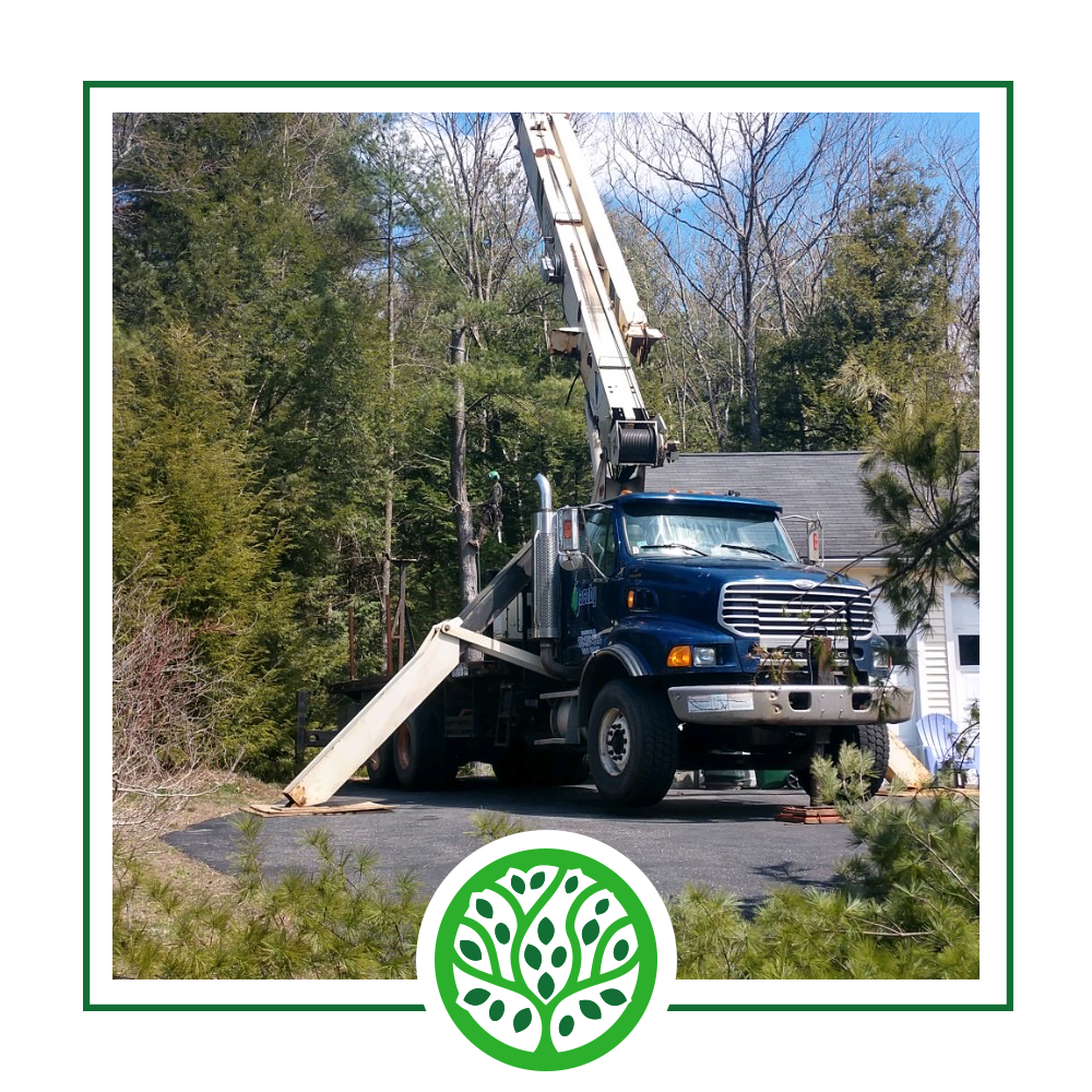 About | Jacoby Tree Services - Tree Removal Services - Winchendon, MA