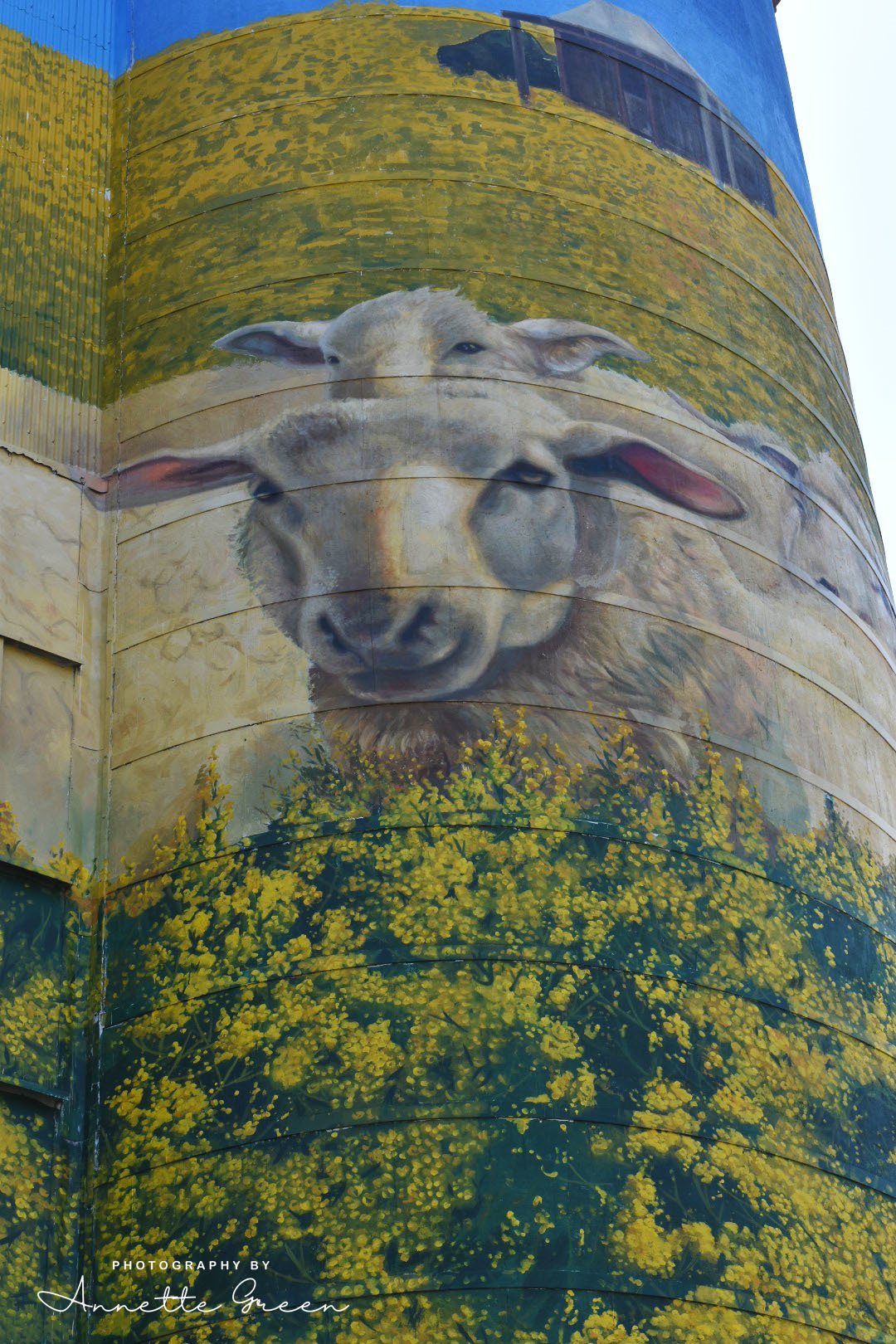 Merriwa Silo Art
