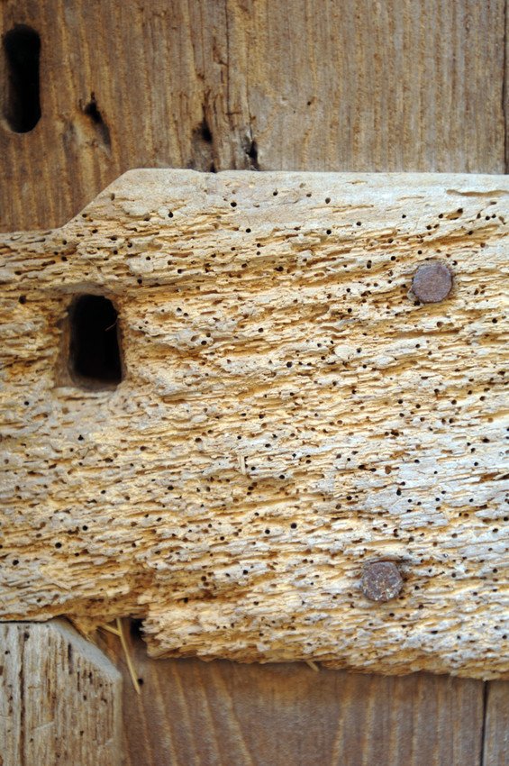 Call Apollo Damp & Timber Decay Specialist in Cambridge