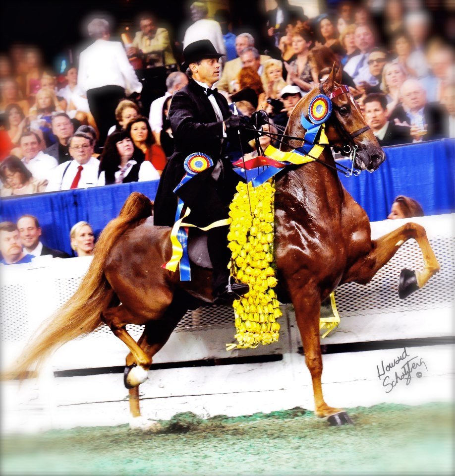 ASB Horses for Sale in North Carolina • West Wind Stables • Statesville NC