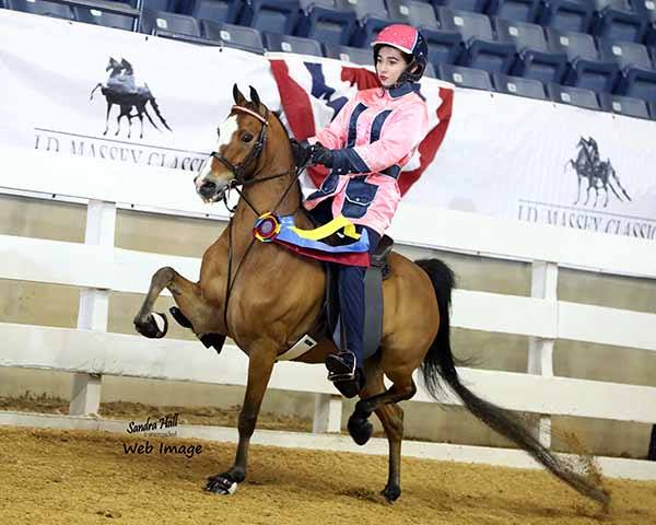 ASB Horses for Sale in North Carolina • West Wind Stables • Statesville NC