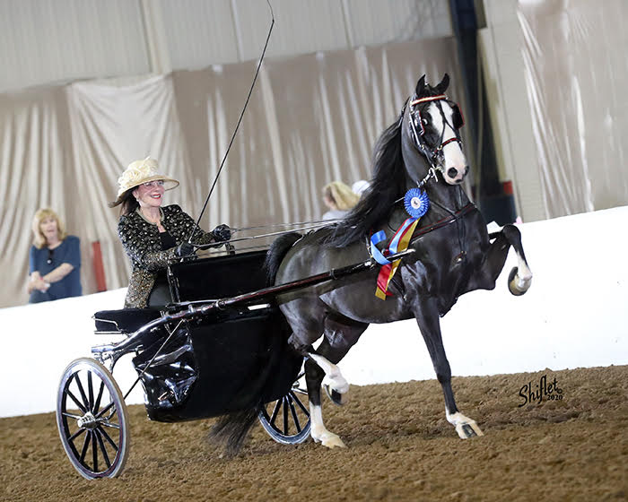 News About West Wind Stables • Statesville NC Horse Trainers