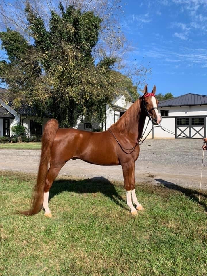 ASB Horses for Sale in North Carolina • West Wind Stables • Statesville NC