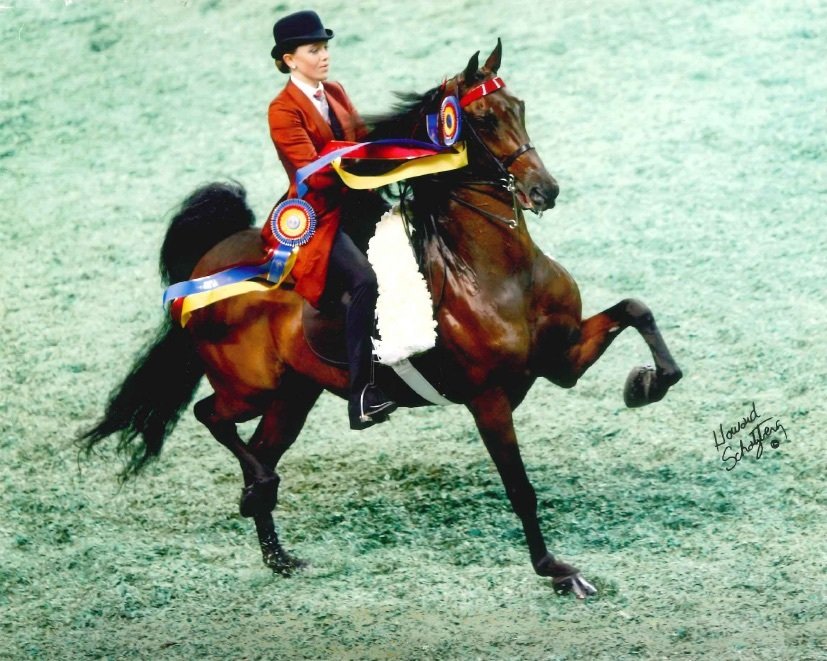 North Carolina Horse Training & Shows • West Wind Stables • Statesville NC