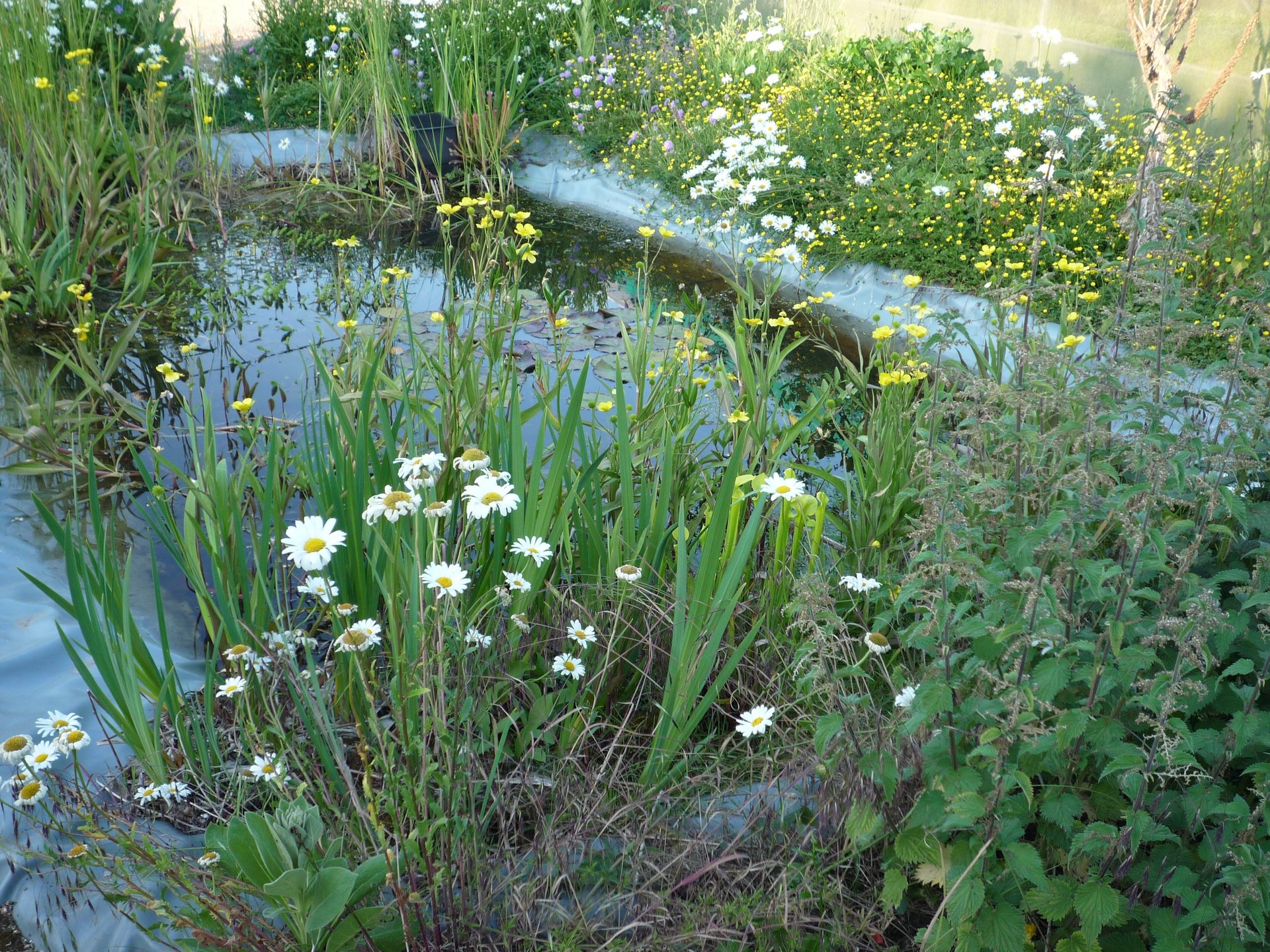 Kirton Farm Nurseries Ltd home of the Hairy Pot Plant Co