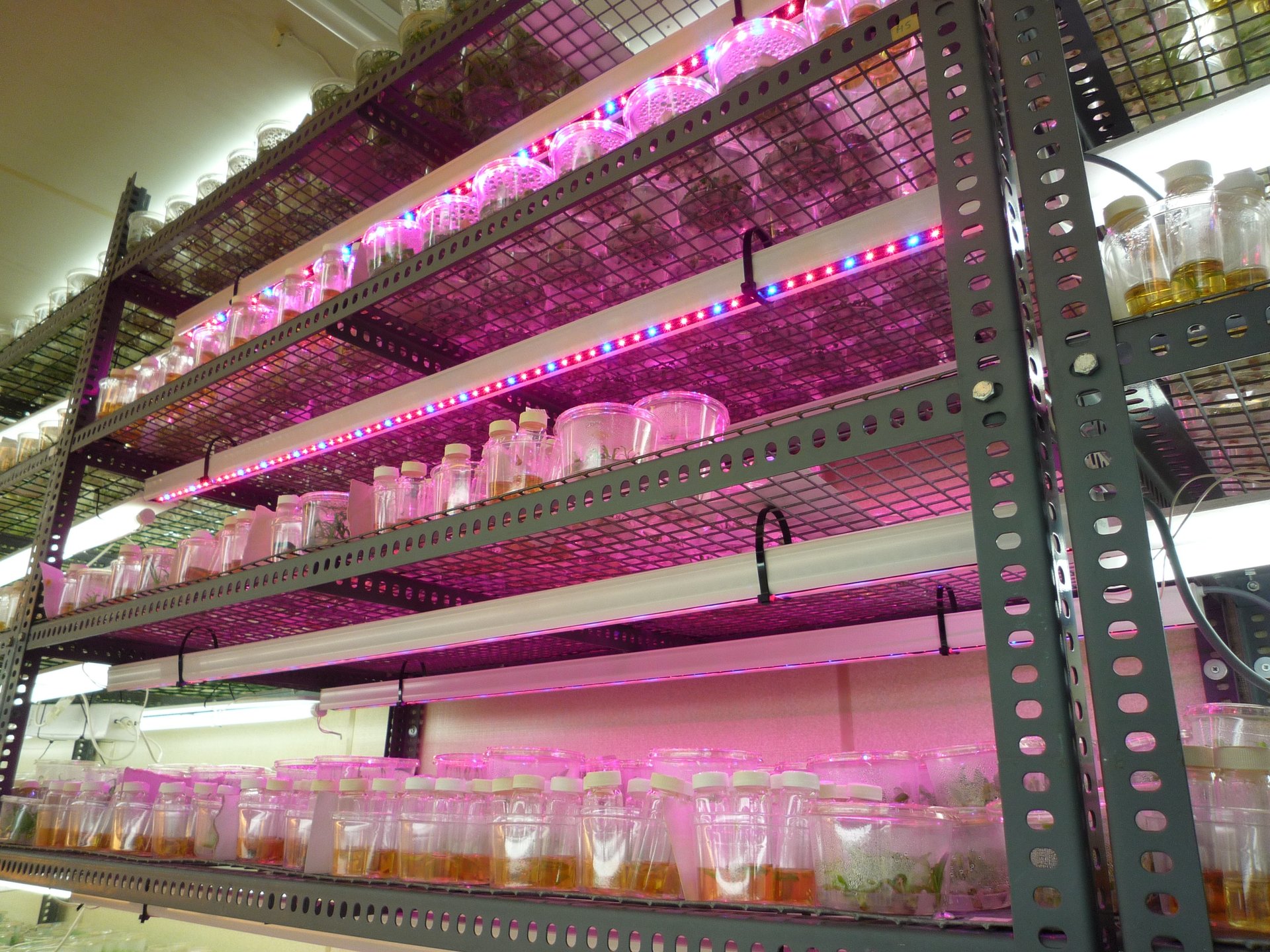 Kirton Farm Nurseries Ltd home of the Hairy Pot Plant Co