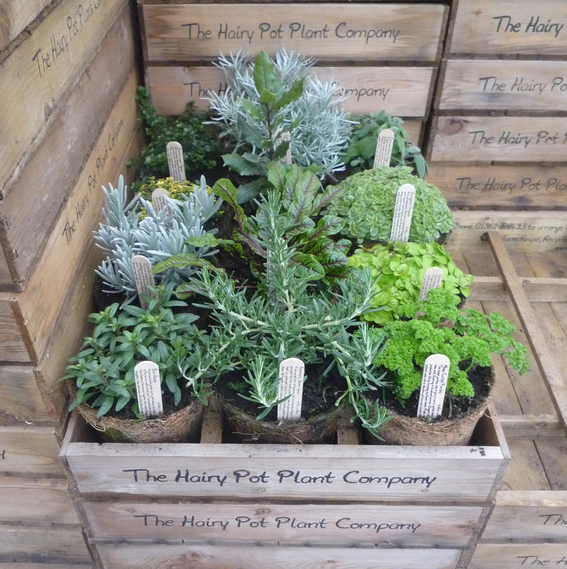Kirton Farm Nurseries Ltd home of the Hairy Pot Plant Co