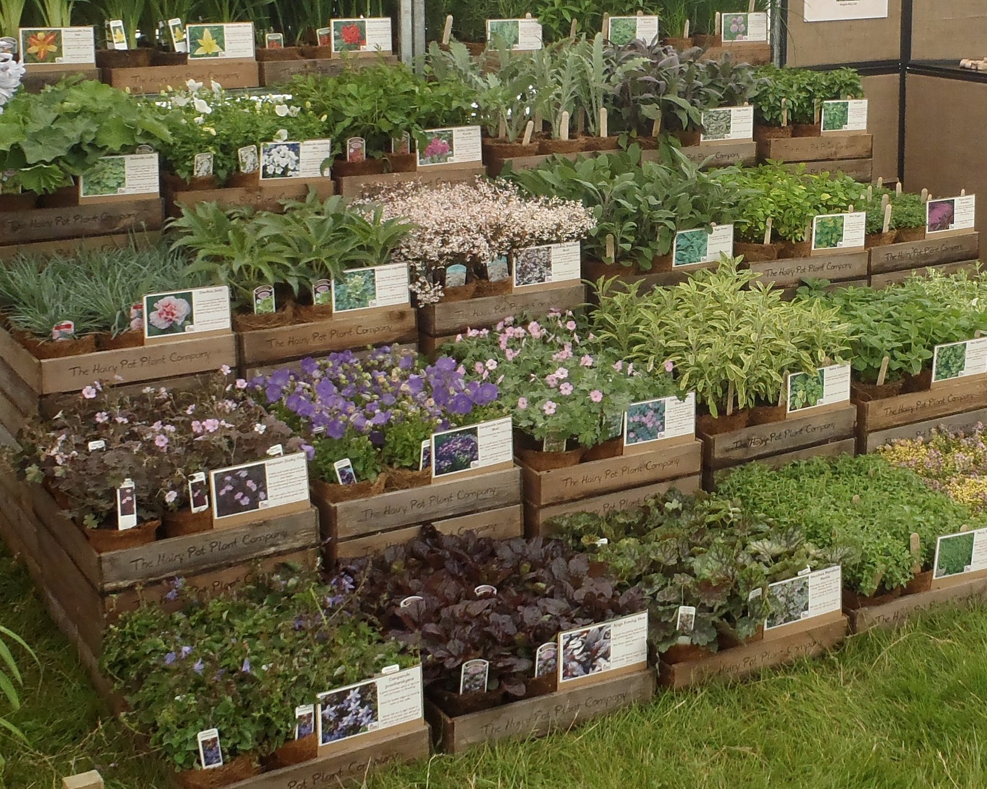 Kirton Farm Nurseries Ltd home of the Hairy Pot Plant Co