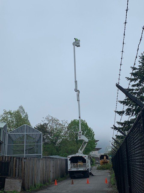 Commercial Tree Care | Brownsburg, IN | Trees R Us