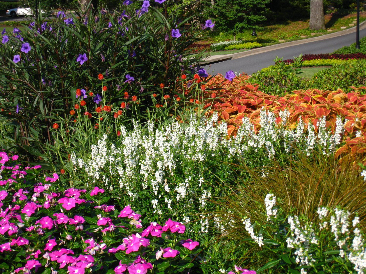 Spectacular Summer Flower Display - Color Burst