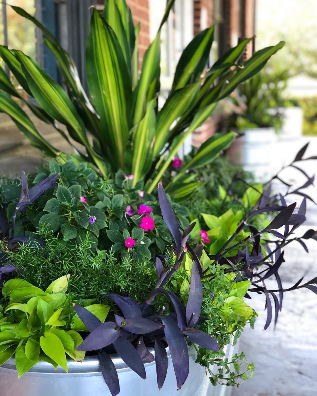Spectacular Summer Flower Display - Color Burst