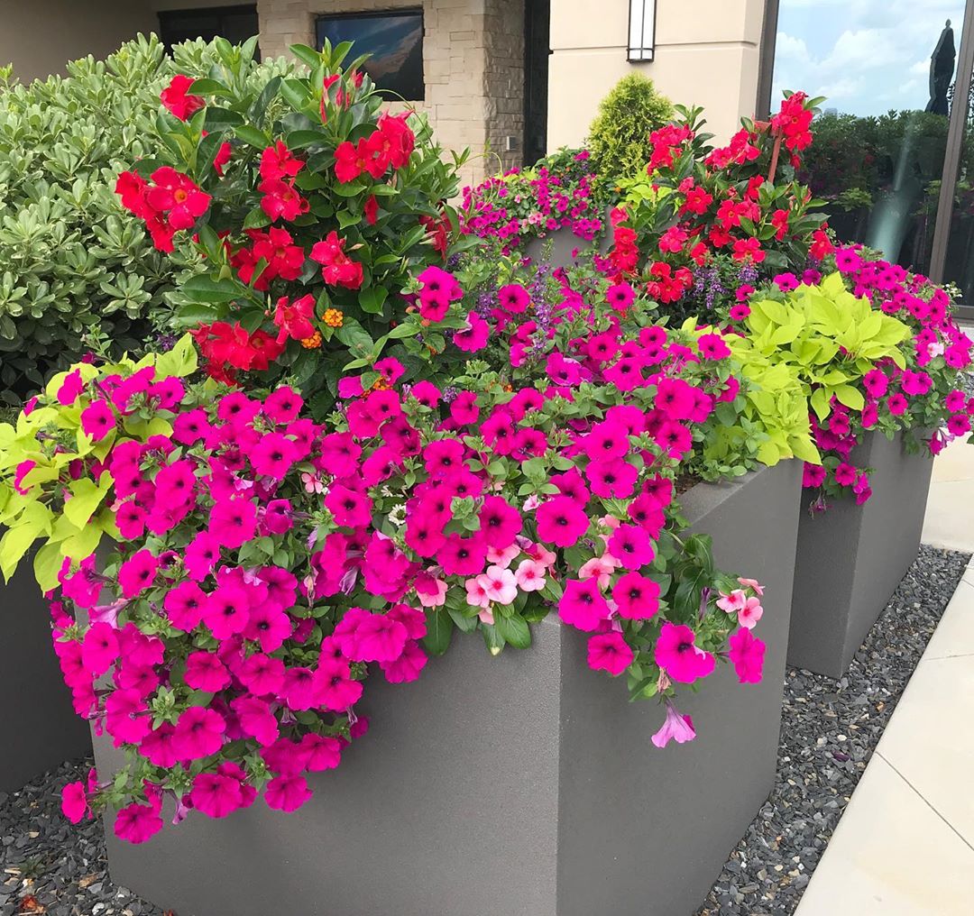 Spectacular Summer Flower Display - Color Burst